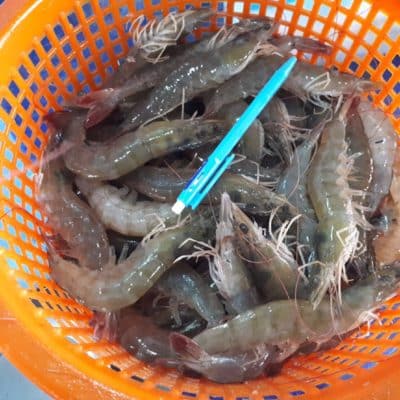 shrimp Object Detection Dataset and Pre-Trained Model by shrimpproject