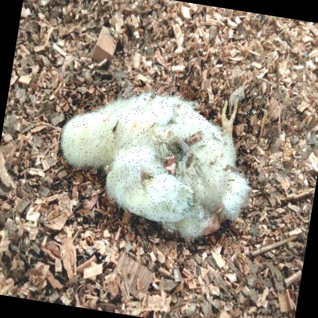 Sick Chicken Yolo8 Remapped Object Detection Dataset By Chickens