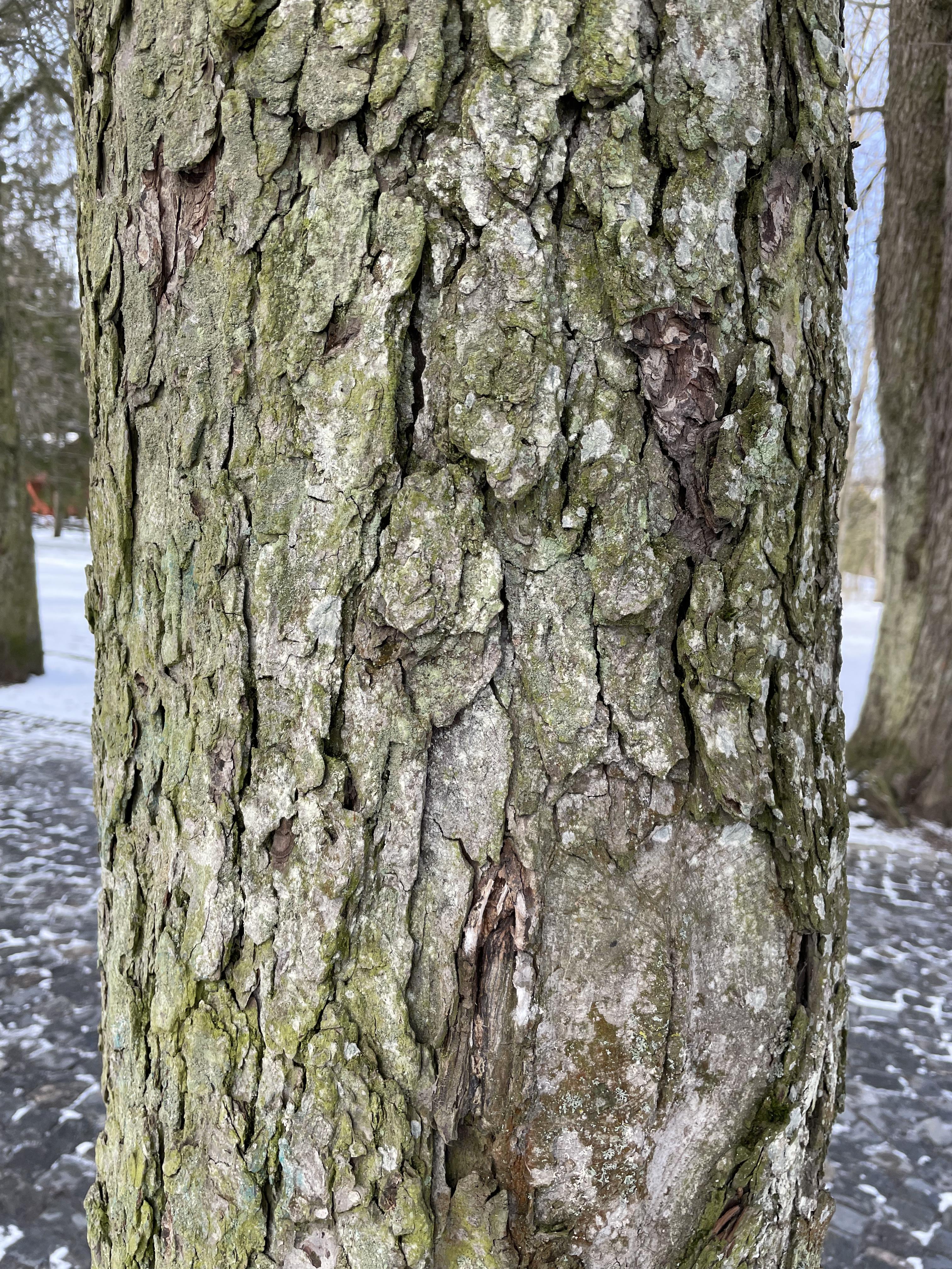 Tree trunks Object Detection Model by Jacob Carlsson