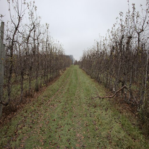 trees Object Detection Dataset by mj