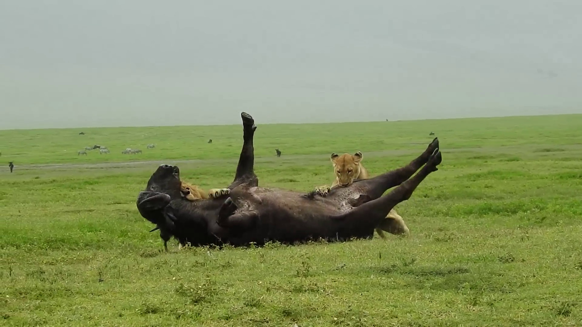 lion Object Detection Dataset by detection