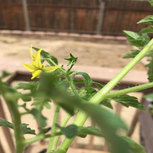 Tomato Stem Detector V3 Object Detection Dataset And Pre Trained Model