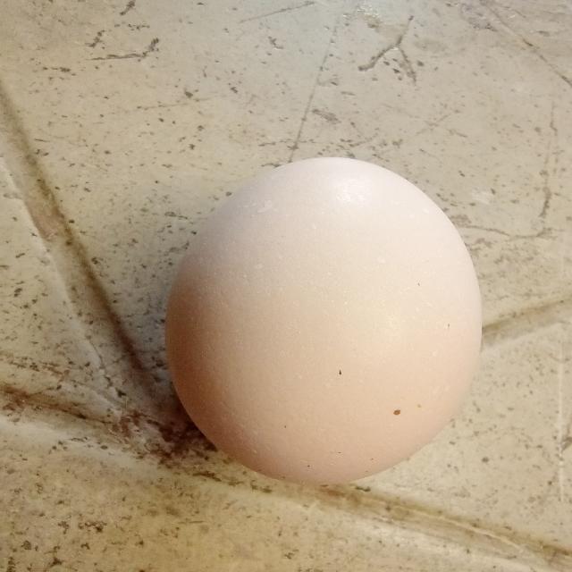 Validation Object Detection Dataset by egg classification