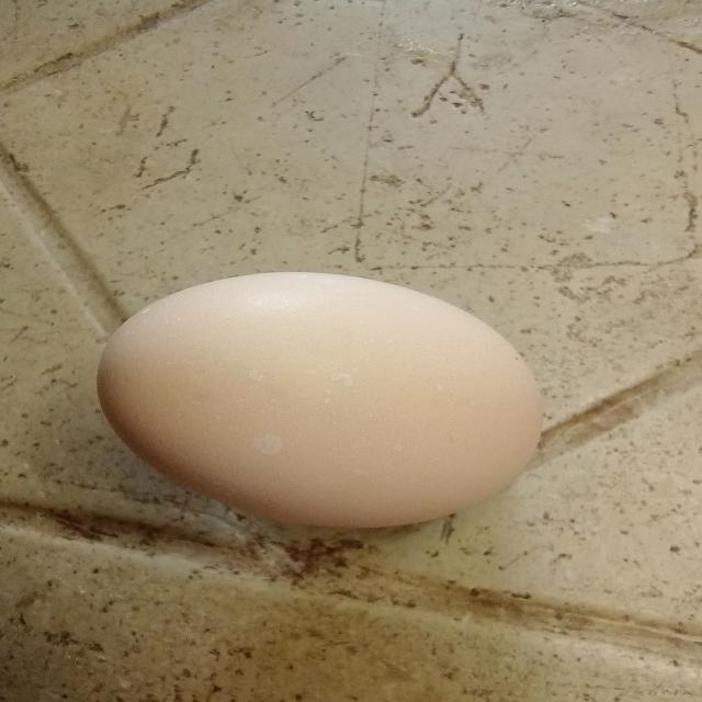 val Object Detection Dataset by egg classification