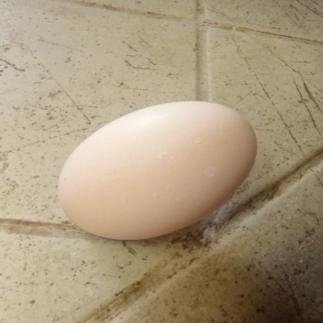 vali Object Detection Dataset by egg classification