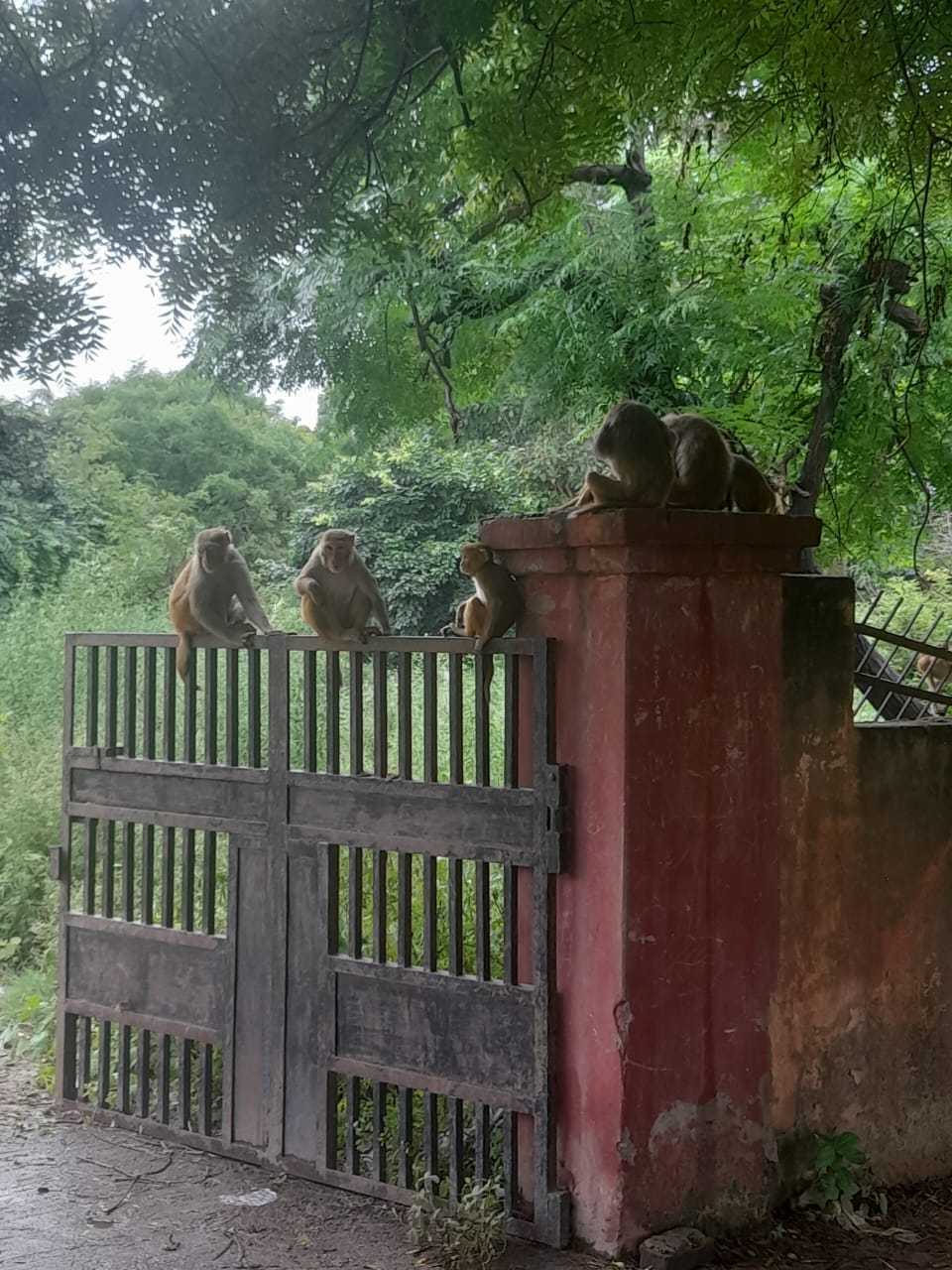 monkeys_v2 Object Detection Dataset by wildlife