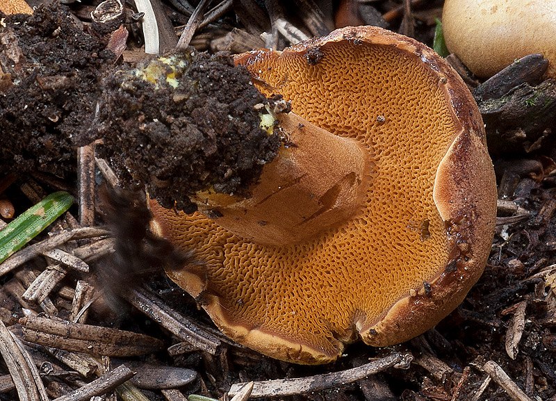 mushroom_detector Object Detection Dataset by Mushroom Species