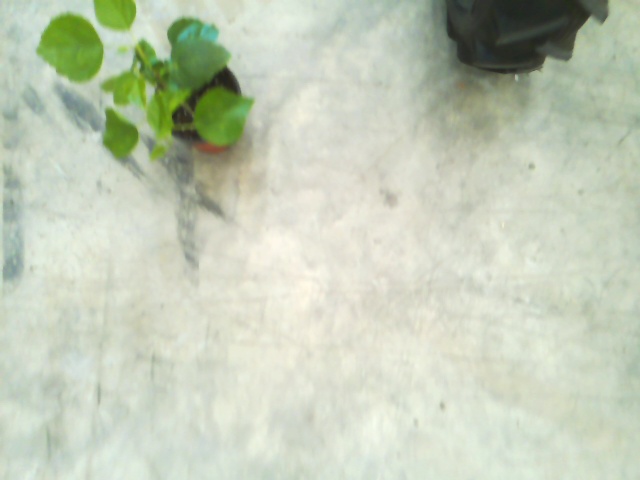 Inayat_weed_detection Instance Segmentation Dataset by Amee Parmar