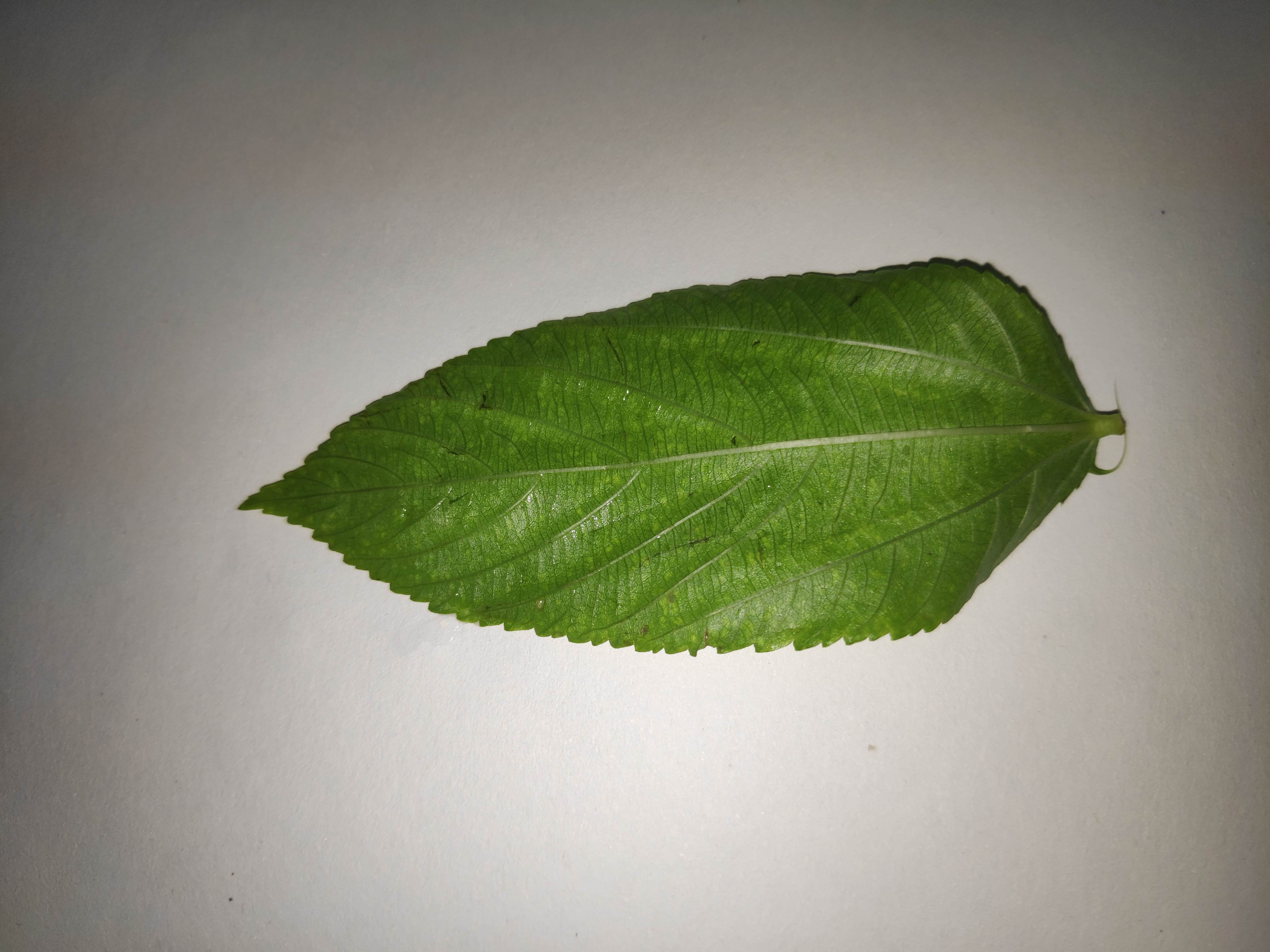 leaf Object Detection Dataset by raisa