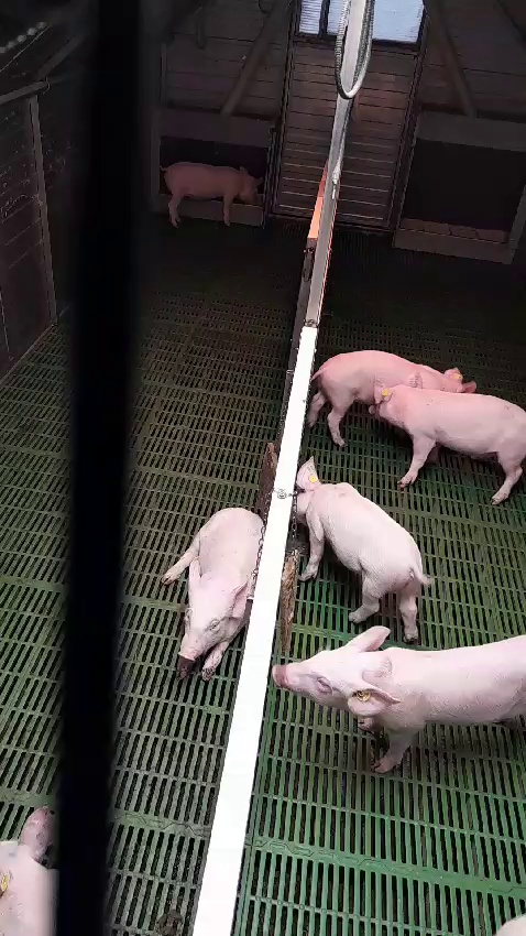Pigs Bounding Boxes - Roboflow Universe