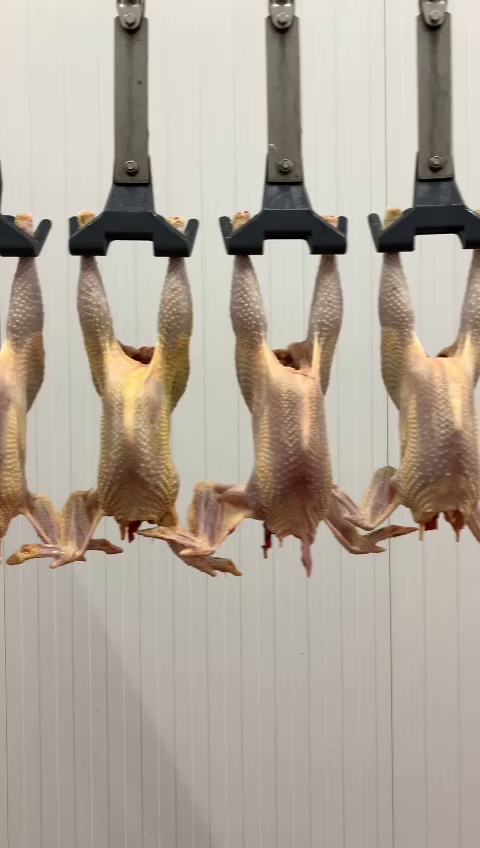 Deviazione Sterno Polli Object Detection Dataset and Pre-Trained Model by Pigs Bounding Boxes