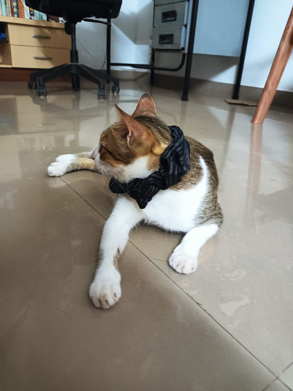 Cat Object Detection Model by ShwethKunte