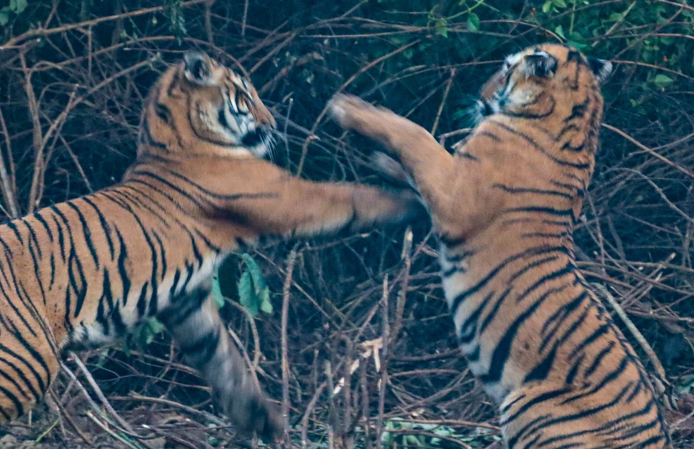 Tigers Object Detection Dataset by MRTIITB