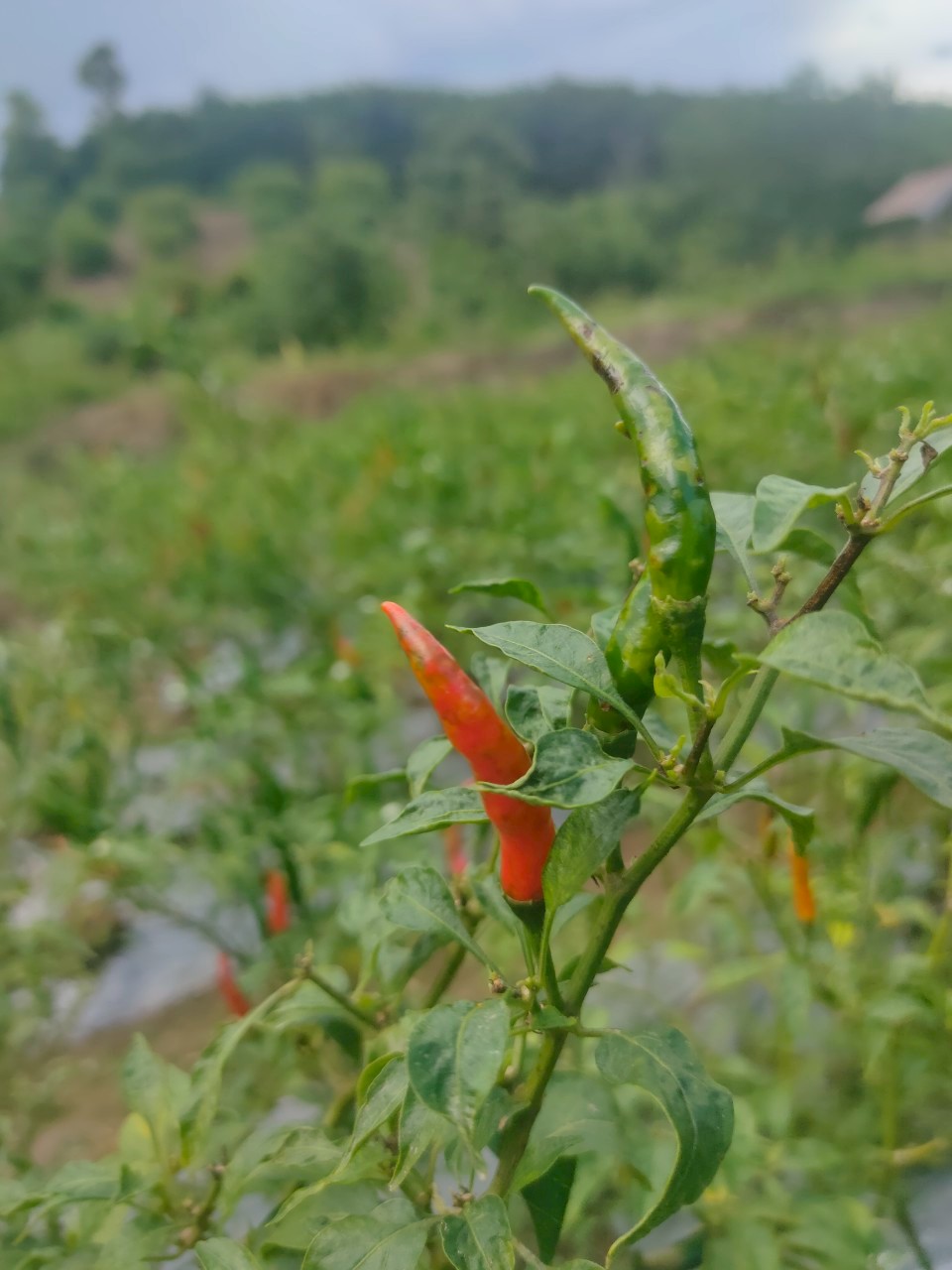 Mongkol Object Detection Dataset and Pre-Trained Model by mongkol