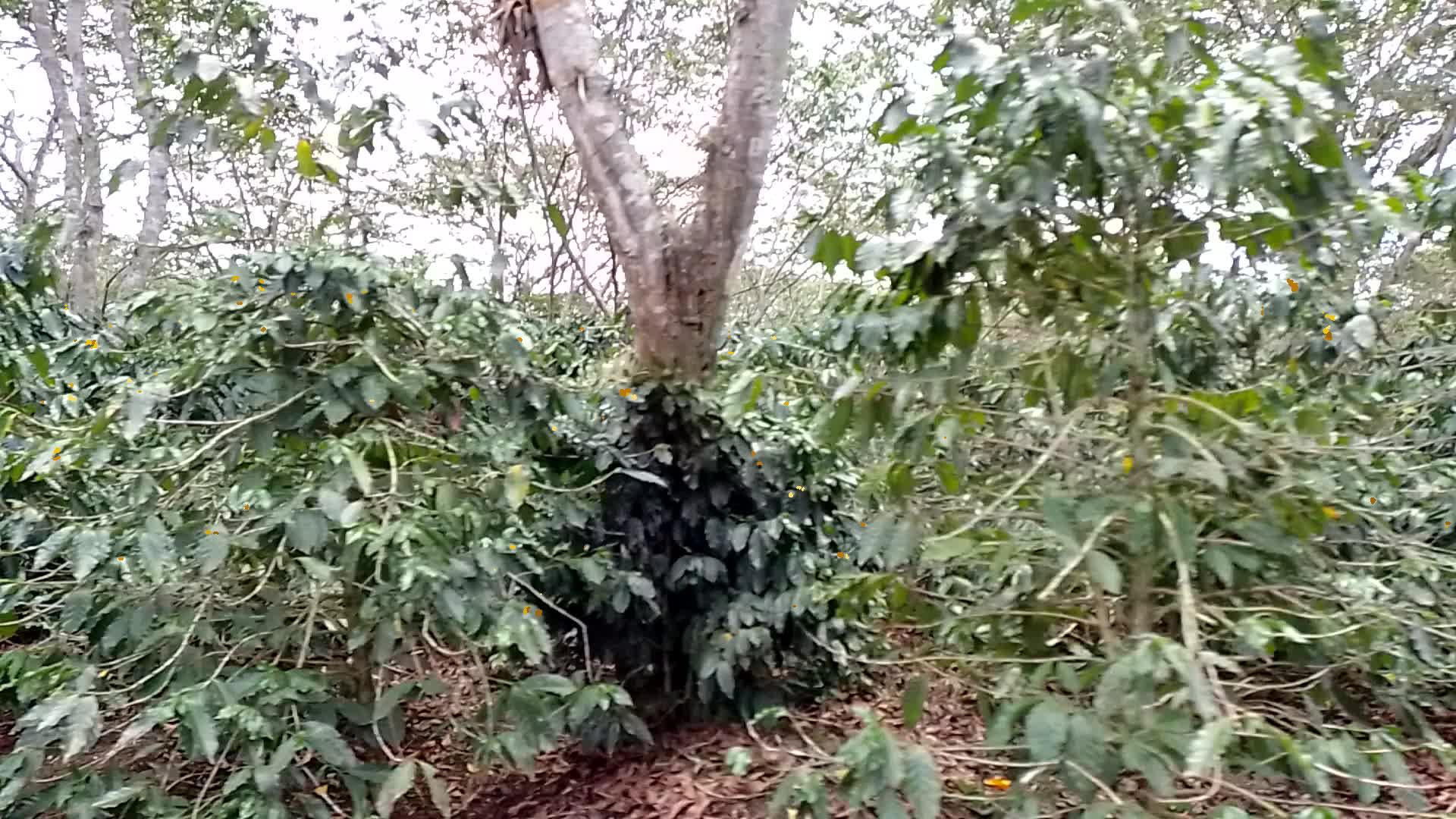 Proyecto cafe Object Detection Model by Cafe