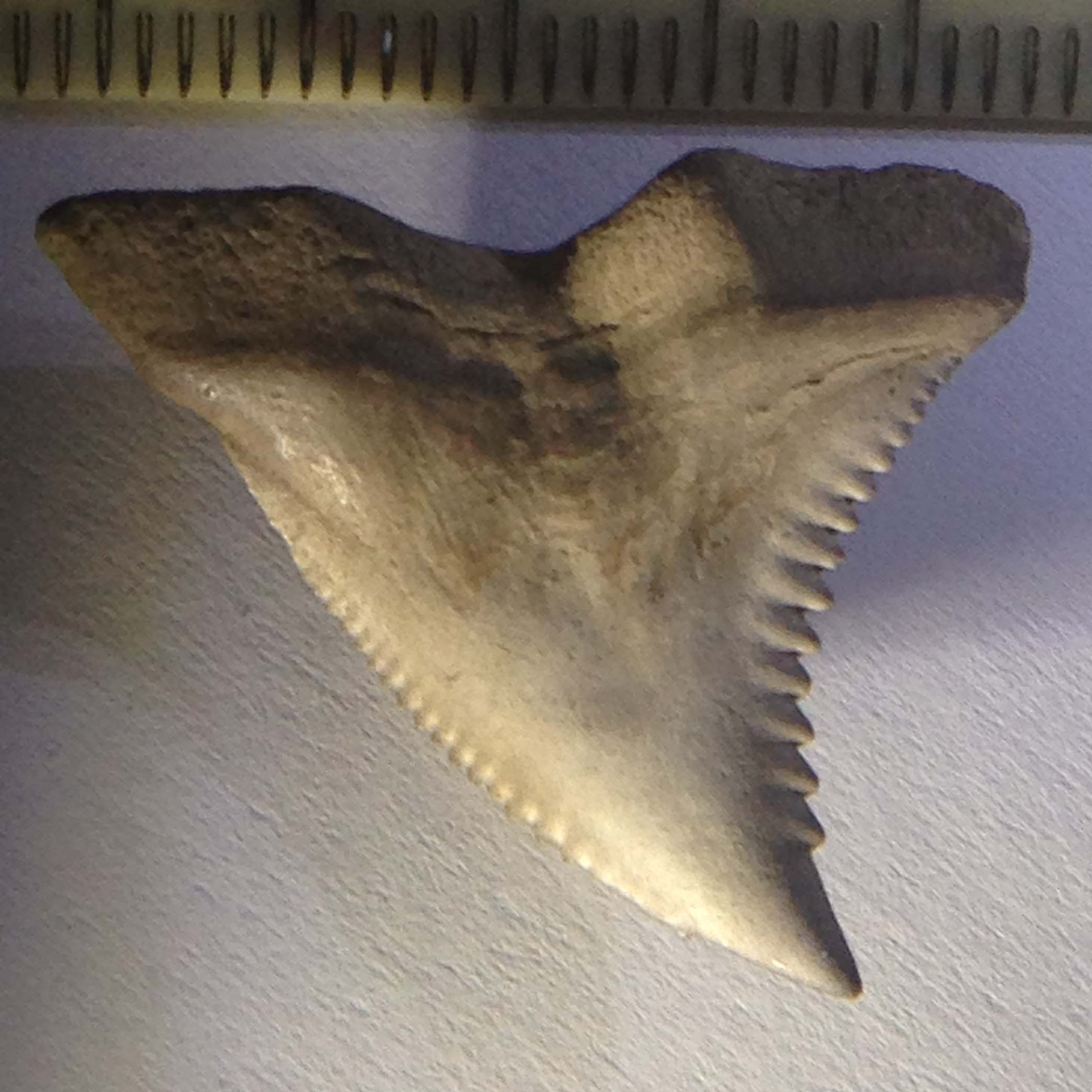 shark-tooth-function Object Detection Model by Sharktoothfunction