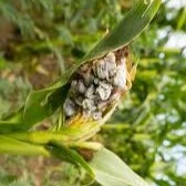 corn_disease Object Detection Dataset by Corn Leaf Disease