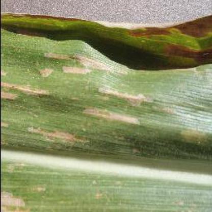 soundcheck Object Detection Dataset by Corn Leaf Disease