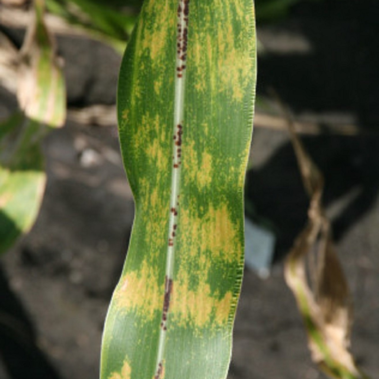Brown spot Object Detection Dataset by Corn Leaf Disease