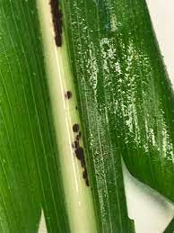 corn_disease Object Detection Dataset by Corn Leaf Disease