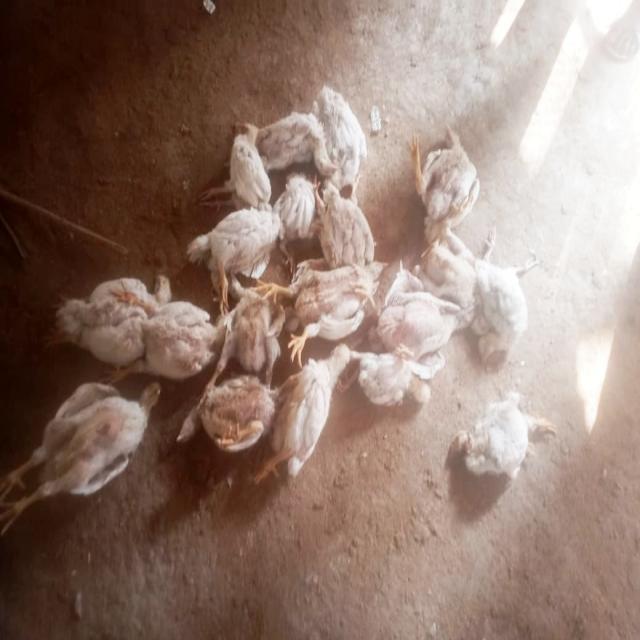 Pfe_model Object Detection Dataset by FarmAiRobot