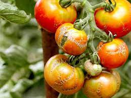 TOMATO DETECTION Instance Segmentation Dataset and Pre-Trained Model by PROJECT