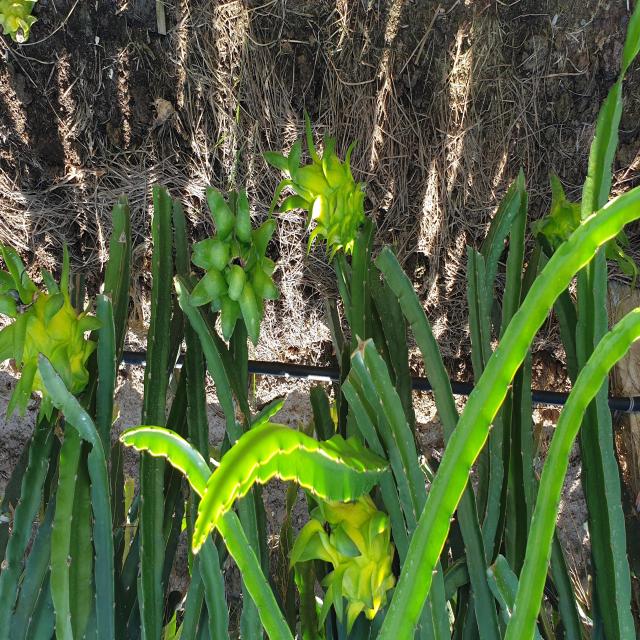 How to Use the Green dragon fruit 2 Instance Segmentation API