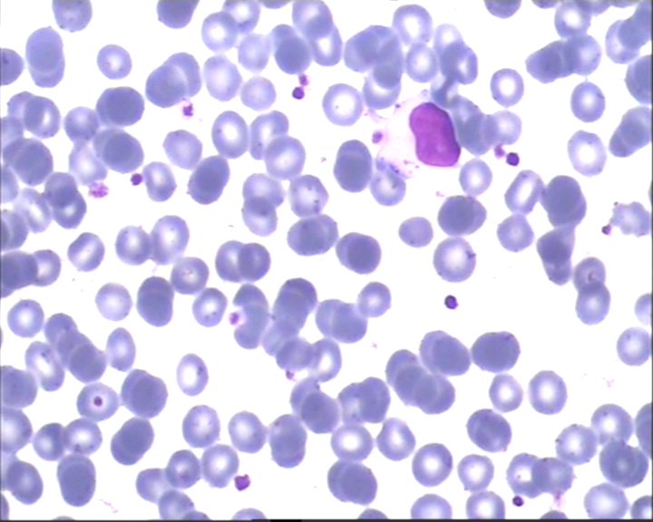 lisc Object Detection Dataset and Pre-Trained Model by Darpi