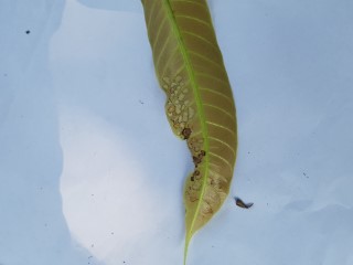 Mango Leaf Classification Data Classification Dataset by Mohammad Rafay ...