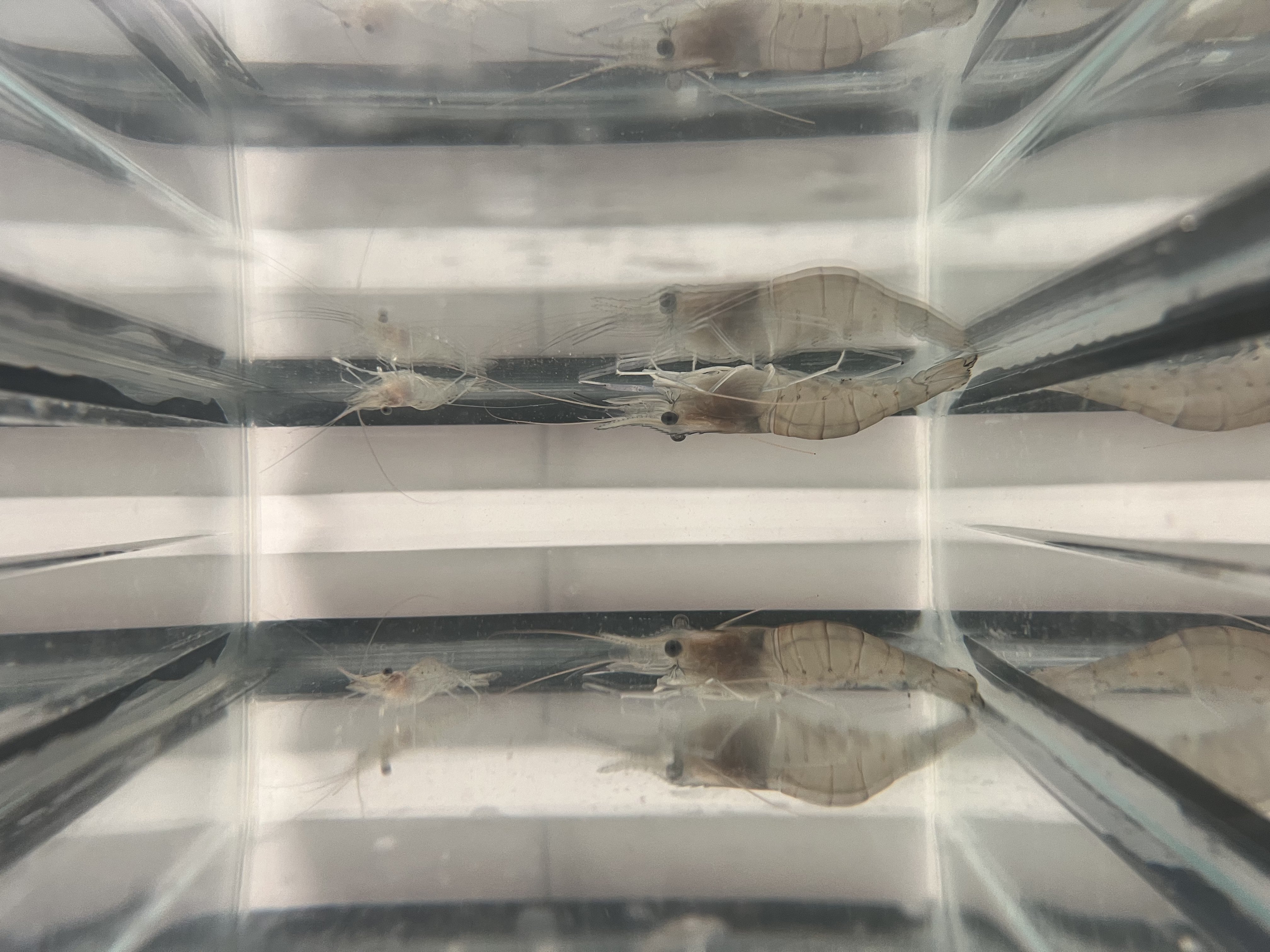 Shrimp Detection Object Detection Model By Dth