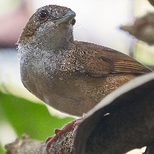 bird finder Classification Dataset and Pre-Trained Model by remote