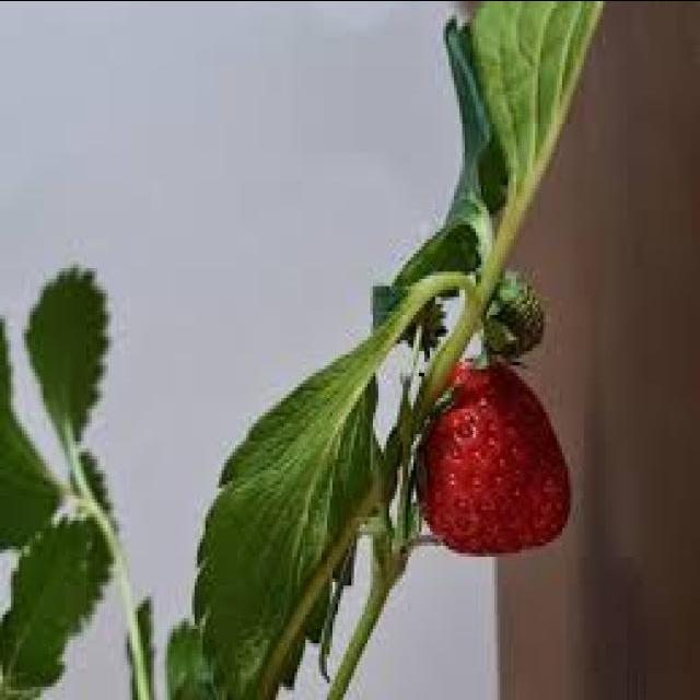 strawberry Object Detection Dataset by matt lucky