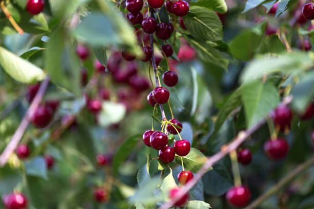 Cherry Object Detection Dataset V2 2025 03 04 4 50pm By Xd