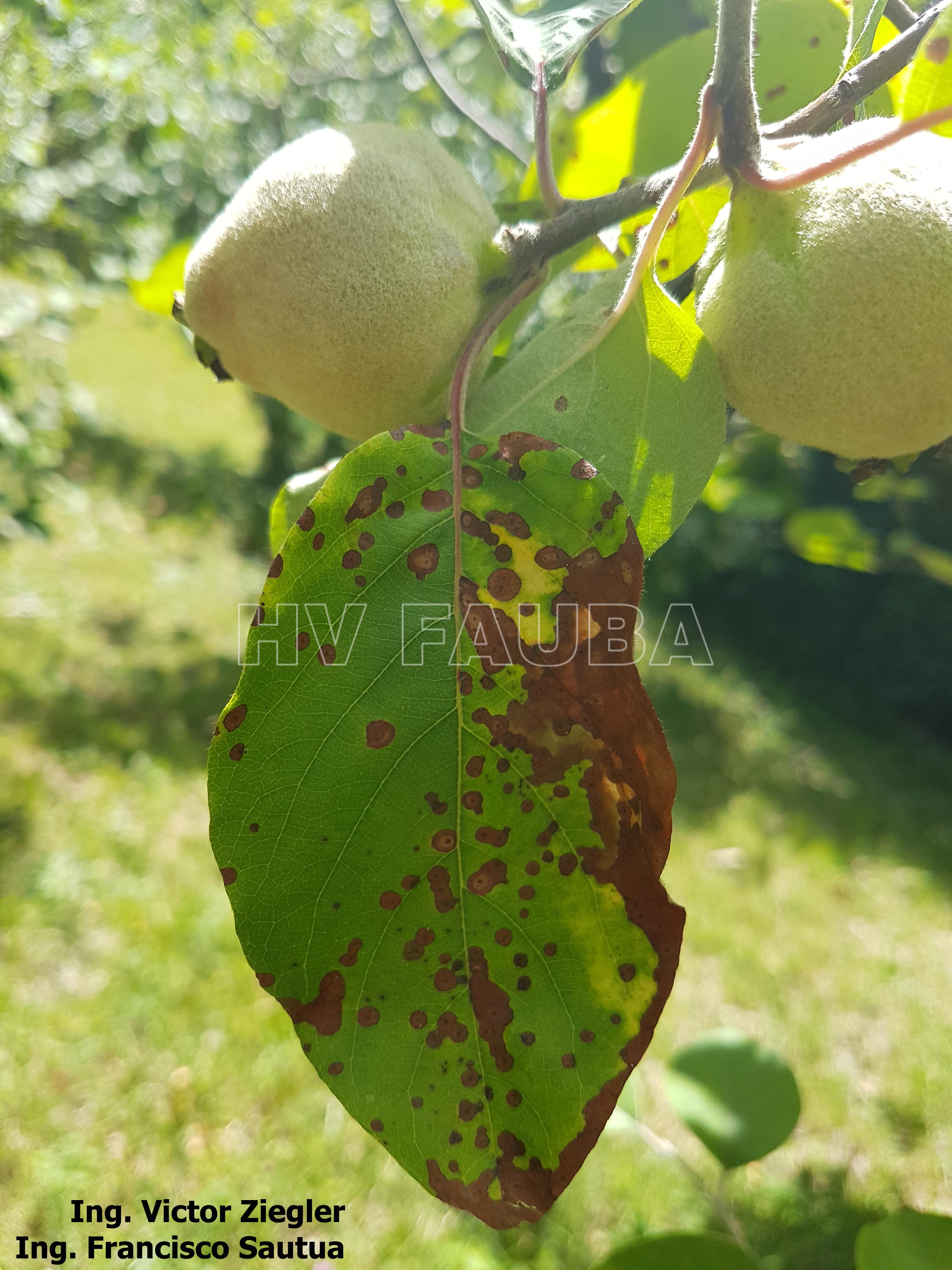 Healthy and unhealthy leafs Object Detection Dataset and Pre-Trained Model by Path