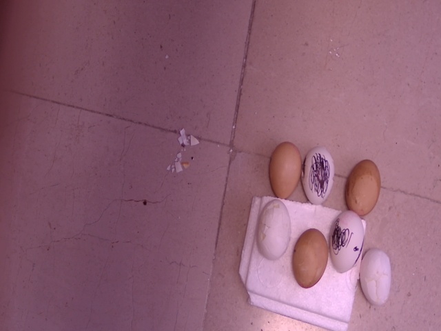 Egg_Data Object Detection Dataset by Yolov9