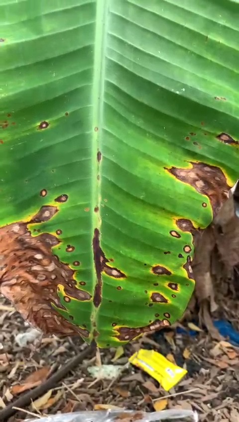 Pisang Dataset - Roboflow Universe