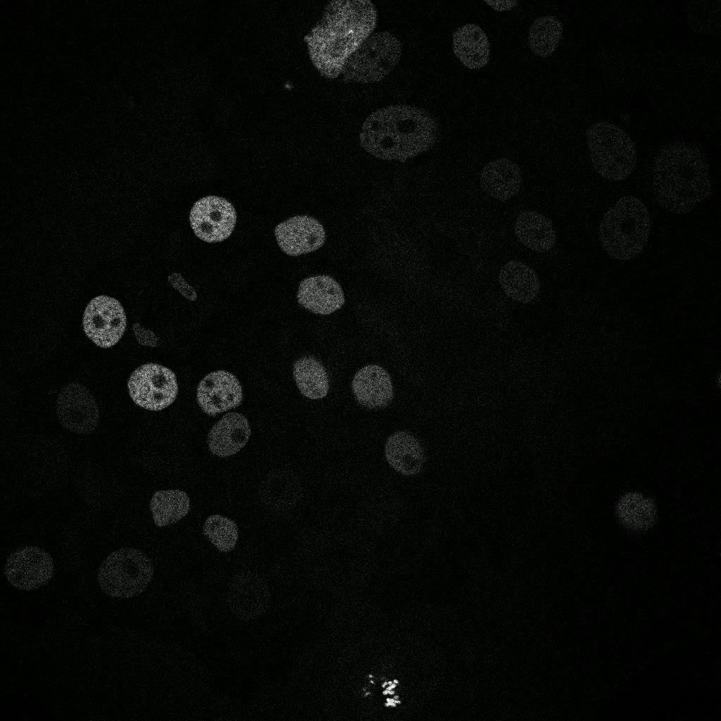 Cell Object Detection Dataset By Cell Detection V4