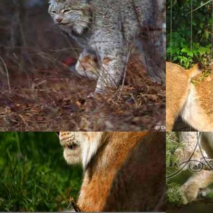 lynx_test Object Detection Model by Baptiste Nedelec