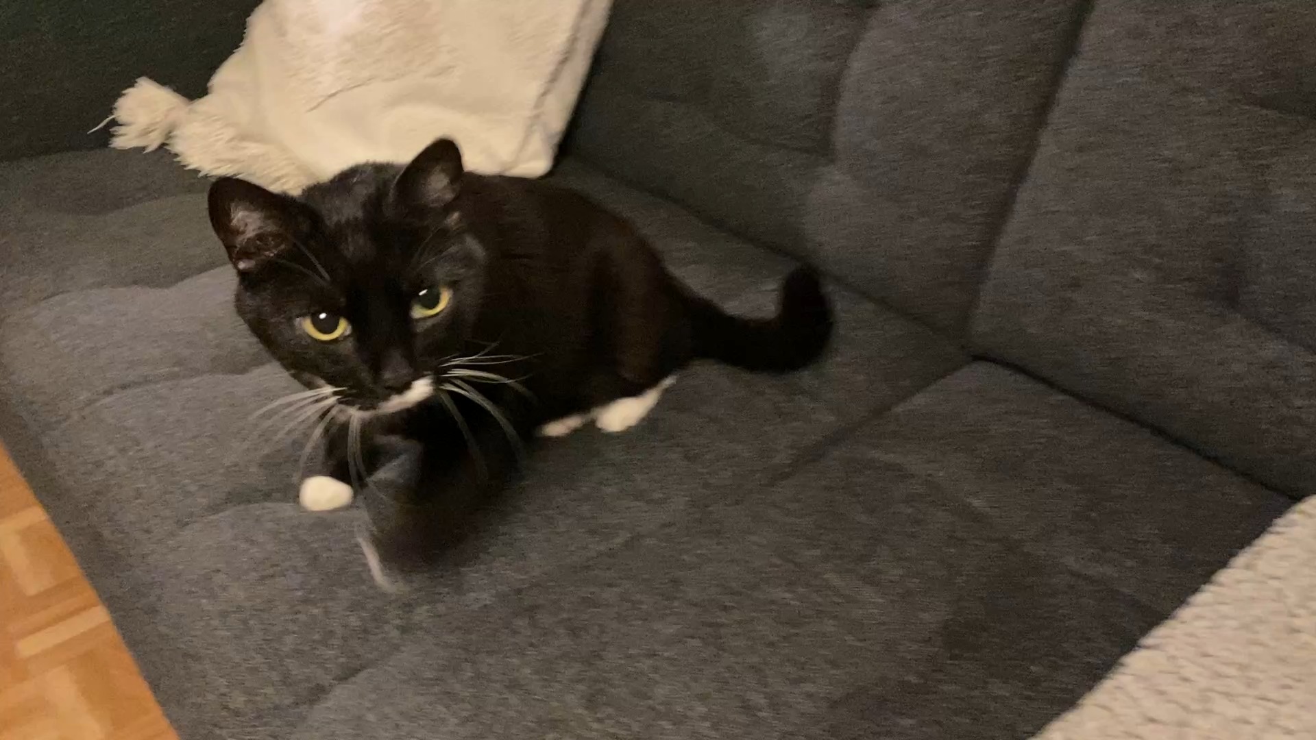 Cat Object Detection Dataset and Pre-Trained Model by Katzen