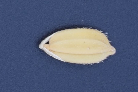 rice-seed-classification Object Detection Dataset and Pre-Trained Model by rmuti