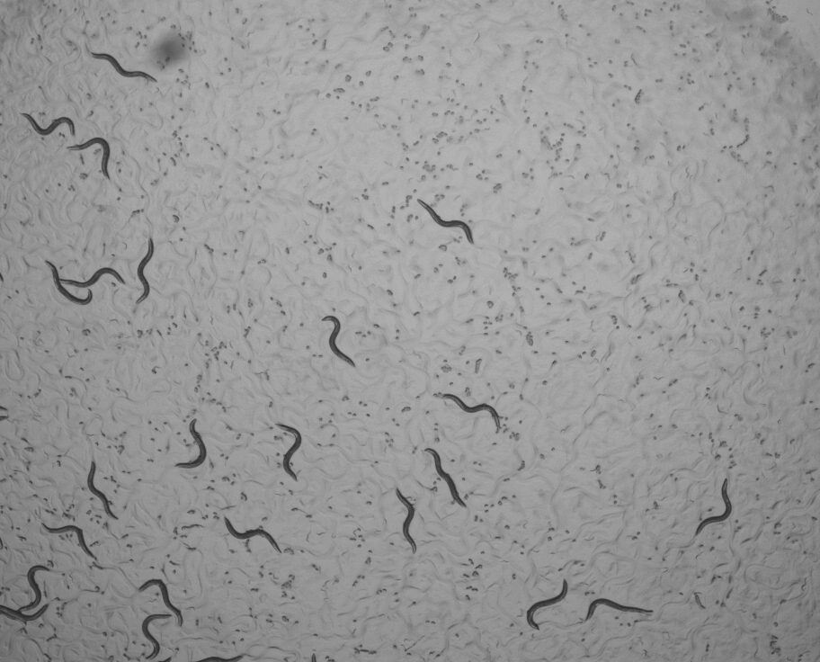 worm detection Object Detection Dataset and Pre-Trained Model by worm