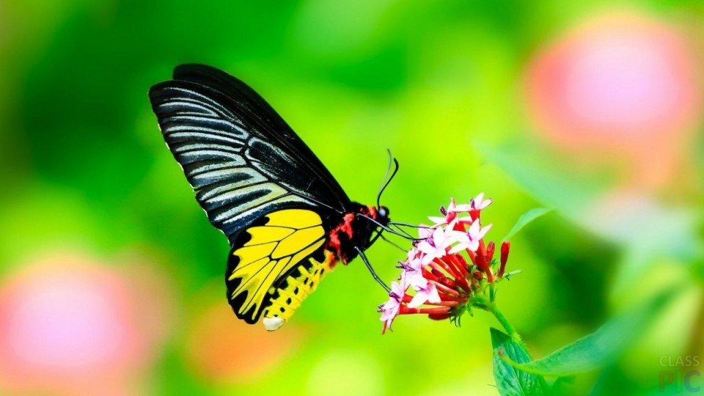 Butterfly Detection Object Detection Dataset And Pre Trained Model By