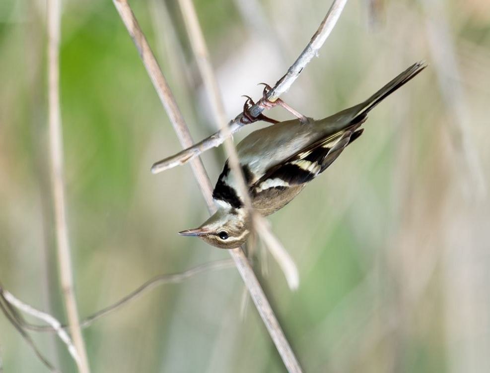 class Classification Dataset by sampath