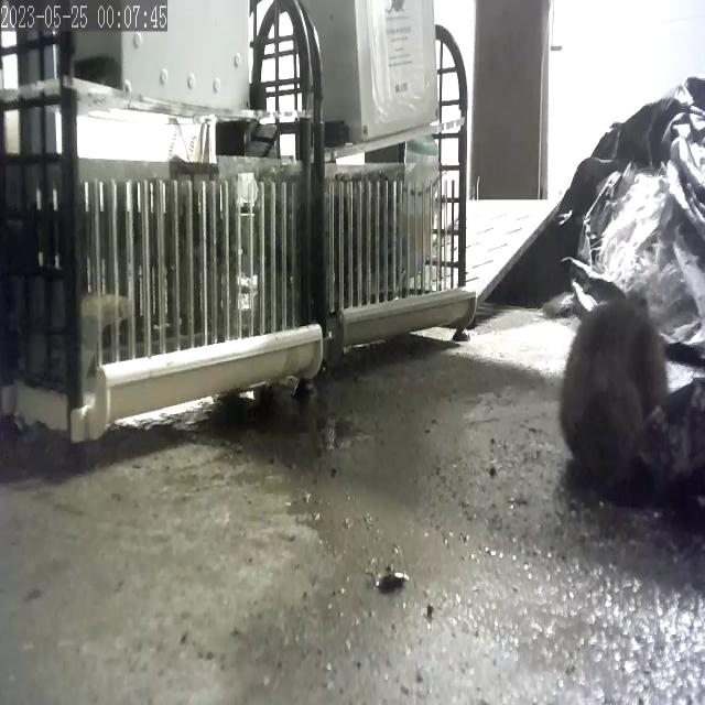 Rat Detection Object Detection Dataset and Pre-Trained Model by Rat Detection