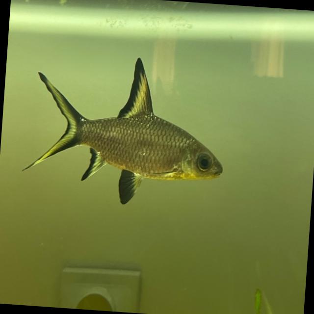 OBJECT Classification Model by DUK