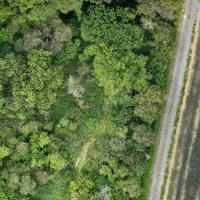 TreeCrowns - Roboflow Universe