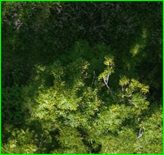 new tree crown Instance Segmentation Dataset by TreeCrowns