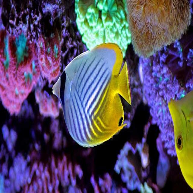 Custom Workflow Multi-label Classification Classification Dataset by ...