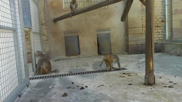 Camera Trap Detection Object Detection Dataset by Primato