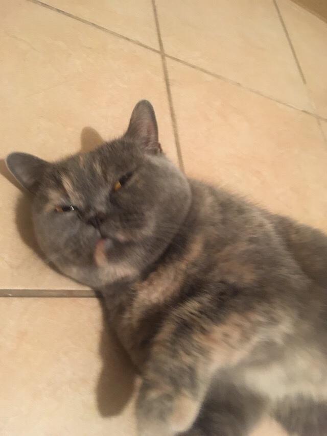 cats Object Detection Model by SSS